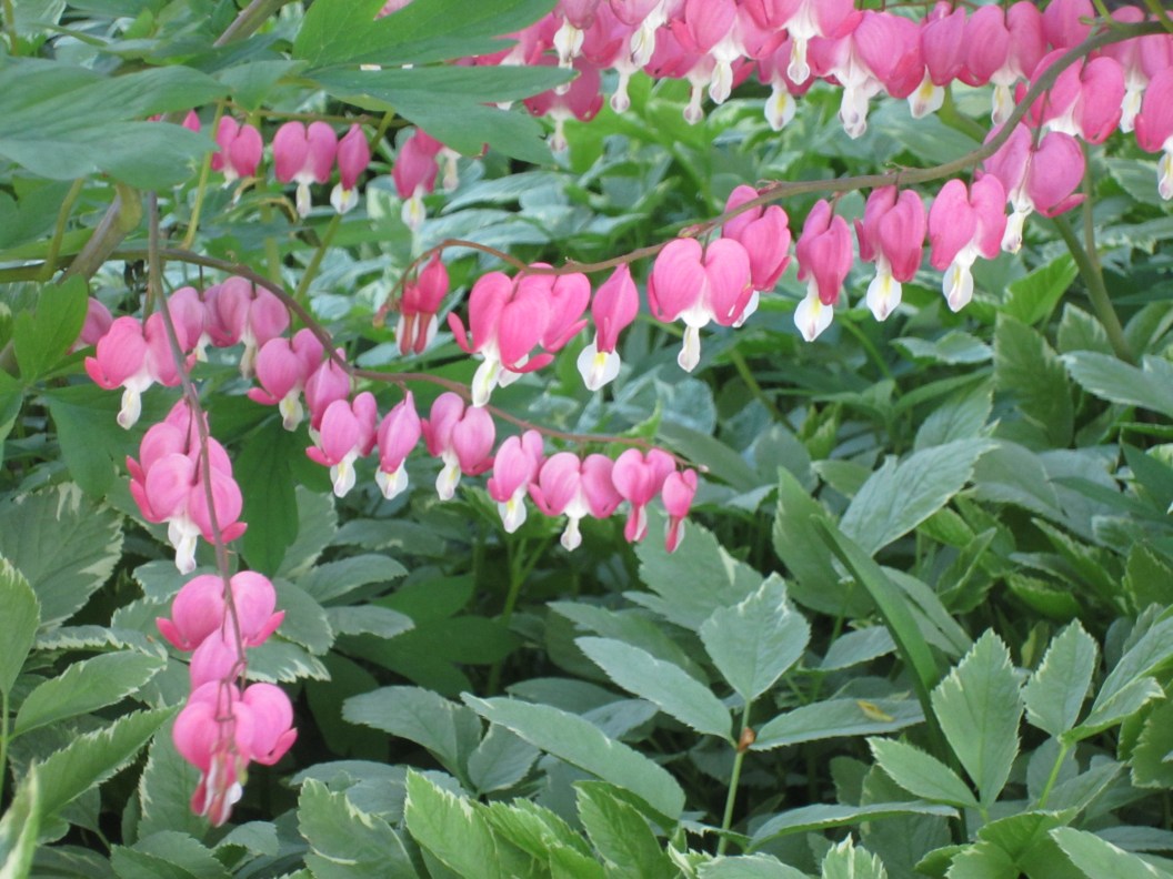 Bleeding Hearts…Springtime Legends – Fork Lore