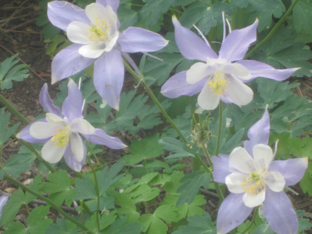 Columbine … Official (and favorite) Colorado Flower – Fork Lore