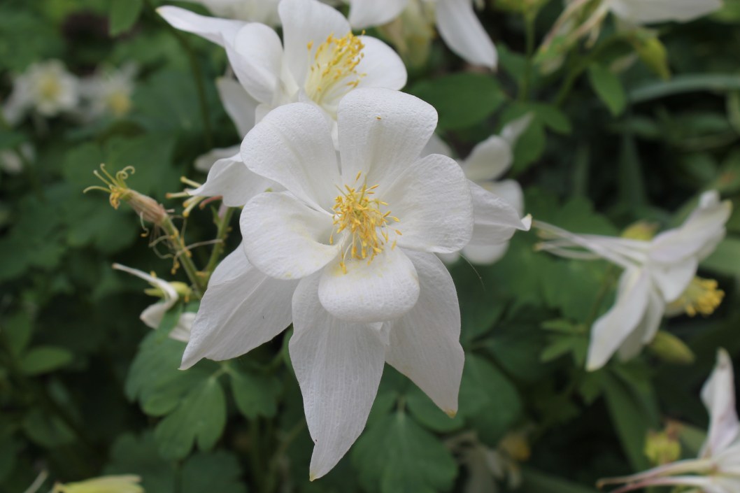 Columbine … Official (and favorite) Colorado Flower – Fork Lore