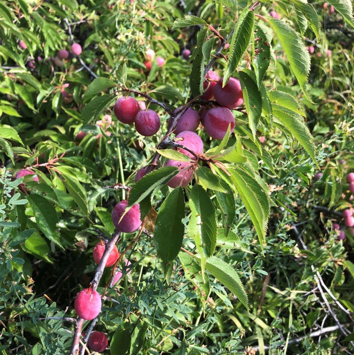 Wild Plum Jam – Fork Lore